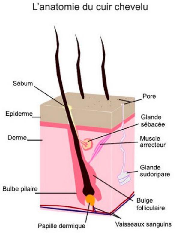 Une belle chevelure et une bonne santé avec la levure de bière ...